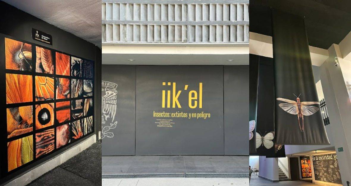 Tiny Creatures, Big Impact: The Powerful Insect Exhibition Now at Museo ...